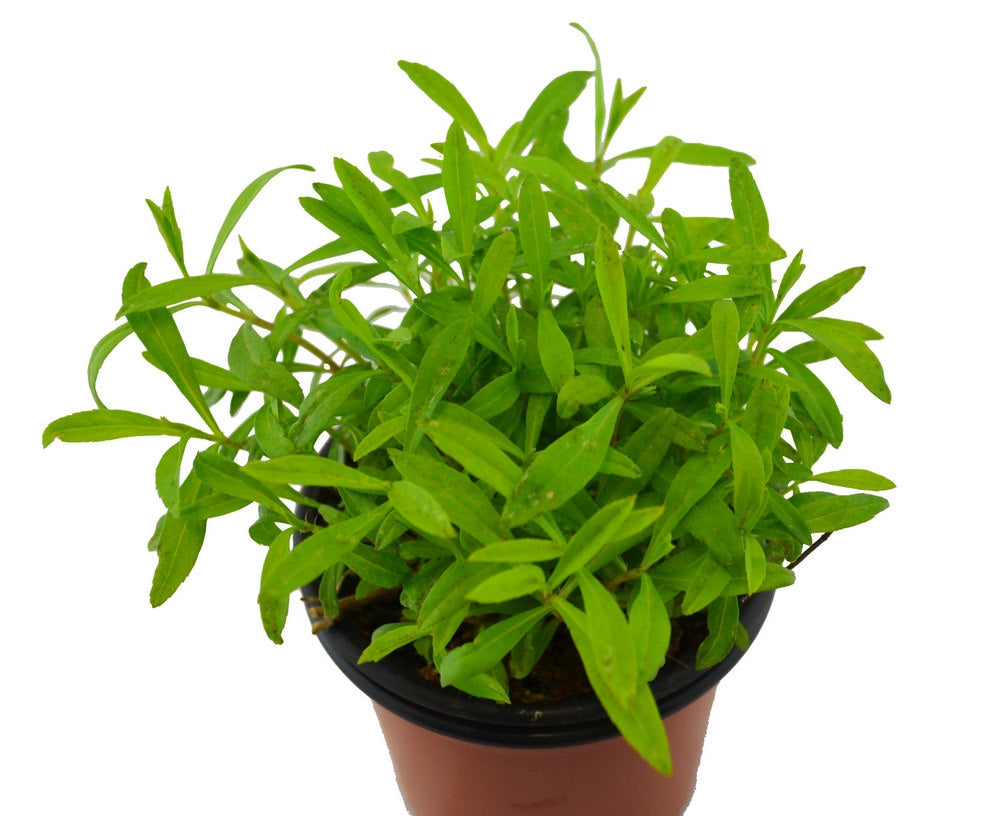 Tilo - Justicia Pectoralis Plant — Herb Chi